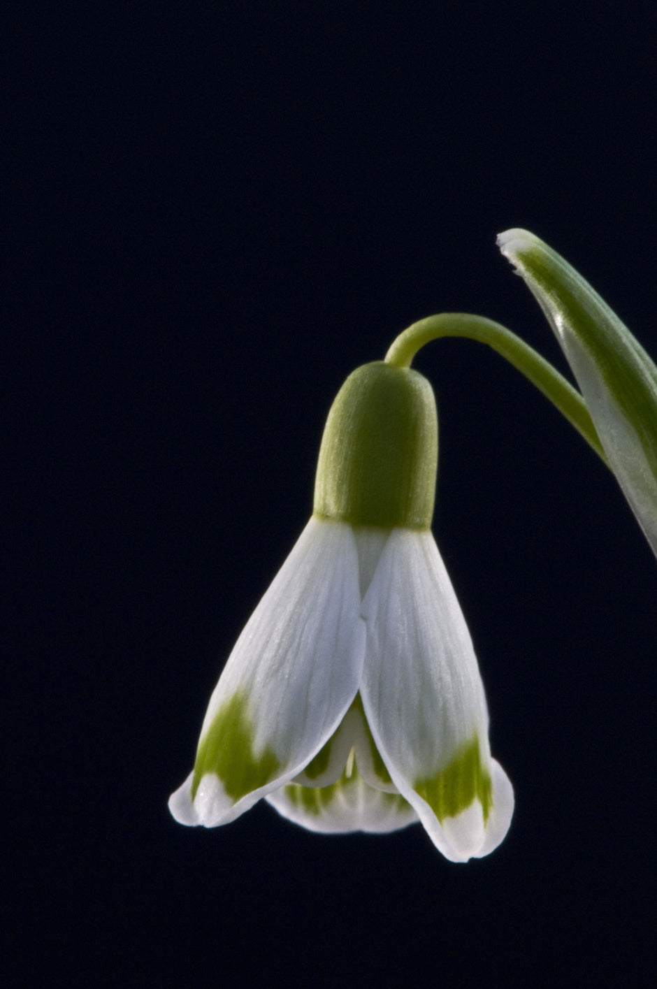 Galanthus – Page 6 – Eternal Snowdrops